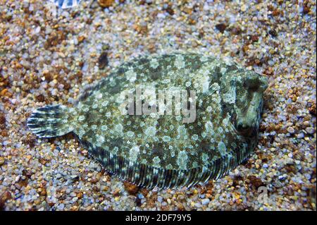 Con gli occhi spalancati la passera pianuzza (Bothus podas) ritratto ...