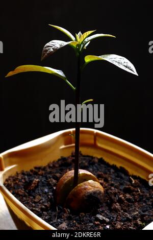 Seme di Avocado con nuova germogliazione e radici in un bicchiere di ...