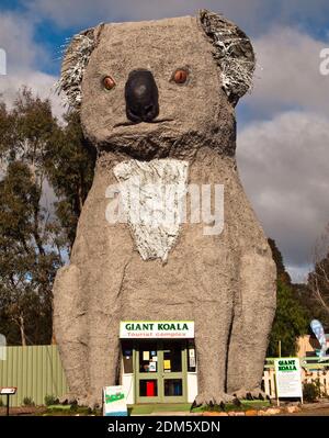 Il Koala, Giant Koala, Dadswells Bridge, Victoria , Australia Foto ...