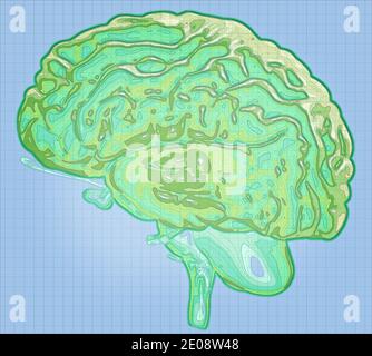 Mappa geografica del cervello, rielaborazione del cervello umano sotto ...