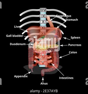 Struttura anatomica degli organi addominali. Milza, fegato, colecisti ...