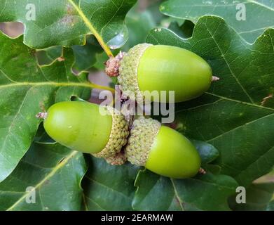 Rovere (Quercus petraea, Quercus sessilis, Quercus sessiliflora ...