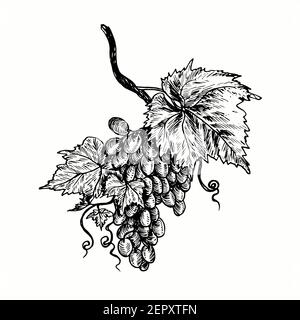Grappolo di uva. L'inchiostro bianco e nero disegno Foto stock - Alamy