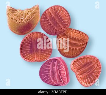 Di diatomea. Color scanning electron microfotografia (SEM) di un ...