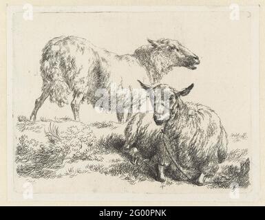 Pecora con pecora ferra e in piedi; pecora; Animalia ad Vivum Delineata ...