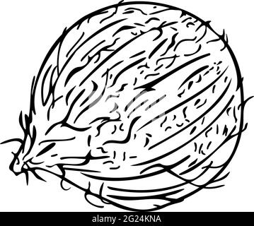 Illustrazione di noce di cocco per libro da colorare Immagine e ...