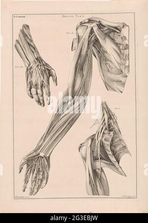 Anatomia del braccio, mano e spalla Brachii scheda. I. Anatomia di ...