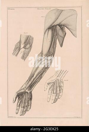 Anatomia del braccio, della mano e della spalla; scheda Brachii. I ...