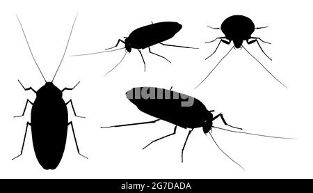disegno di scarafaggi neri, silhouette isolate, scarafaggi, artropodi ...