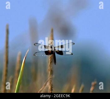 Regno:Animalia Phylum: Arthropoda Classe: Classe Insecta ordine ...