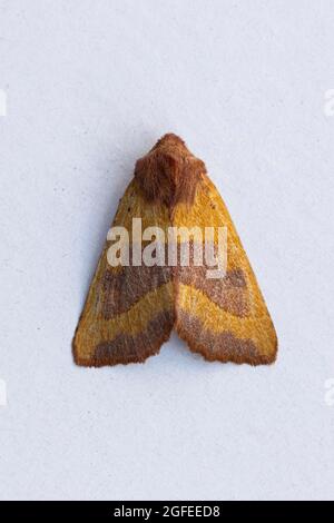 Centro-sbarrate sallow tarma (Atethmia centrago). British insetto in ...