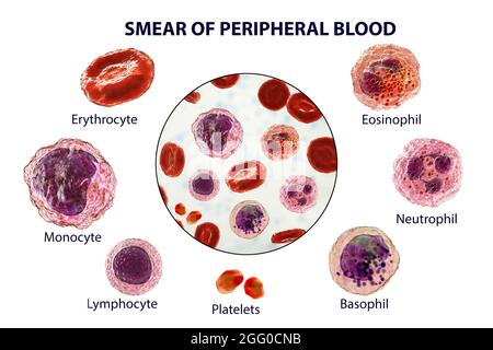 Illustrazione che mostra diversi tipi di cellule del sangue, eritrociti ...