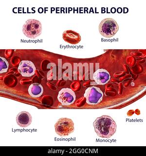 Illustrazione che mostra diversi tipi di cellule del sangue, eritrociti ...