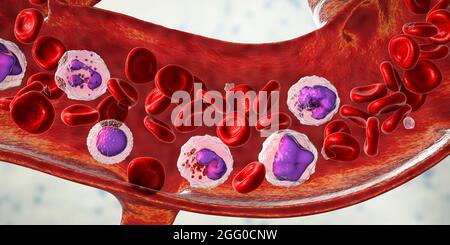 Illustrazione che mostra diversi tipi di cellule del sangue, eritrociti ...