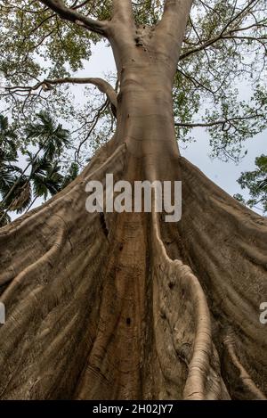L'immagine del più grande e più alto albero gigante in Ban Sanam di ...
