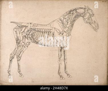 Muscoli e vasi sanguigni di un cavallo: Disegno di contorno, vista ...
