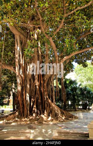 Bellissimi e vecchi alberi colossali di gomma in Piazza Gabriel Miro ad ...