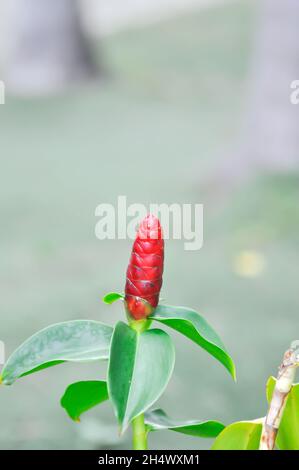 Bandiera Costus speciosus, Zenzero di colza o zenzero malese o spirale ...