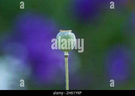 Fiori di papavero di colore viola sfondo. Simbolo del sonno, dell'oblio ...