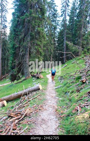 Escursione a Krüner Alm, (1621 m), tramonto, prato alpino di fronte al ...