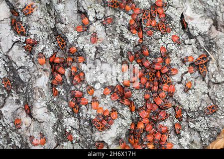 Firebug, Firebugs, larva, larve Feuerwanze, Feuer-Wanze, Larven ...