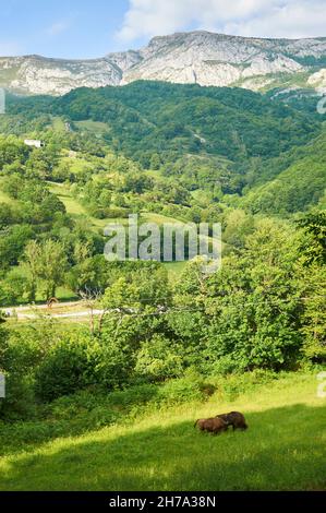 I bisoni europei (Bison bonasus), chiamati Lipión e Pipa, con il loro ...