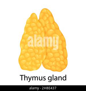 Sistema linfatico. Corpo umano con organi linfoidi (milza, timo), vasi ...