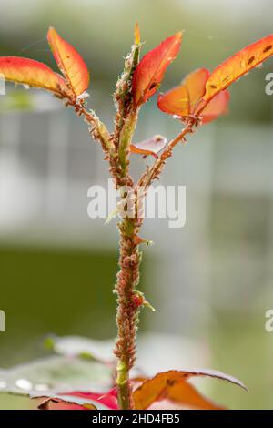 Afidi colorati su rose, parassiti danneggiano la pianta e malattie ...