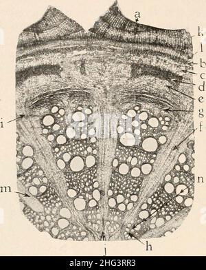 . Anatomia vegetale dal punto di vista dello sviluppo e funzioni dei ...