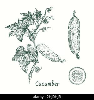 Pianta di cetriolo con cetrioli, foglie e fiori. Disegno in bianco e ...