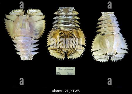 Regno:Animalia Phylum: Arthropoda Classe: Classe Insecta ordine ...