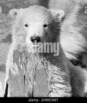 Pipaluk il cucciolo dell'orso polare si avventura fuori dalla sua tana ...
