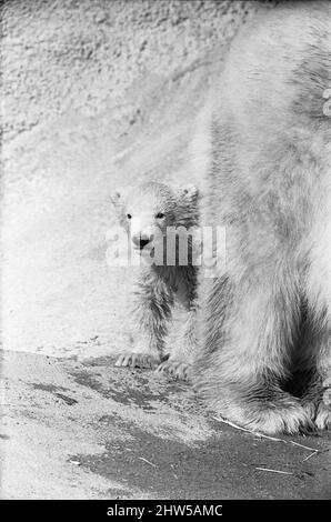 Pipaluk il cucciolo dell'orso polare si avventura fuori dalla sua tana ...