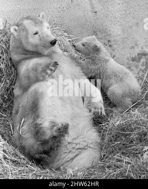 Pipaluk il cucciolo dell'orso polare si avventura fuori dalla sua tana ...