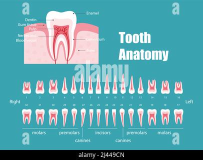 Poster dell'anatomia del dente. Schema della struttura dei denti con ...