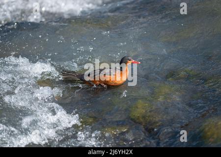 Anatra torrente (Merganetta armata), anatre torrenti, Uccelli d'oca ...