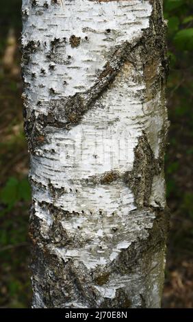 L'albero di betulla, betula di betulla, è un albero nativo che è anche ...