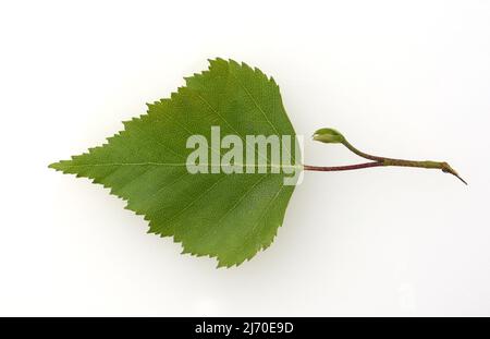 L'albero di betulla, betula di betulla, è un albero nativo che è anche ...