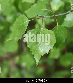 L'albero di betulla, betula di betulla, è un albero nativo che è anche ...