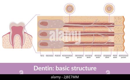 Anatomia dei denti. Schema dettagliato delle strutture dei denti ...