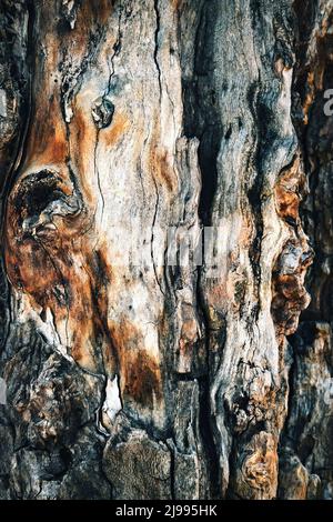 Radica di noce a grana di legno sfondo texture Foto stock - Alamy