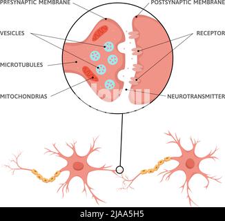 Neuroscienze sinapsi cervello flat infographics con schema di diagramma ...