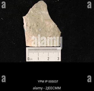 Protohymen permianus Tillyard. IPB.05168: Kansas. Contea di Dickinson ...