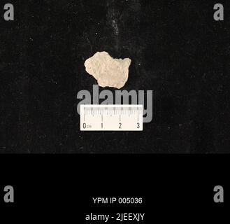 Protohymen permianus Tillyard. IPB.05168: Kansas. Contea di Dickinson ...