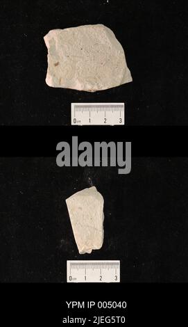 Protohymen permianus Tillyard. IPB.05168: Kansas. Contea di Dickinson ...