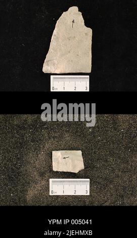 Protohymen permianus Tillyard. IPB.05168: Kansas. Contea di Dickinson ...