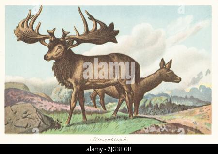 Alce irlandese, Megaloceros giganteus, specie estinta di cervi giganti ...