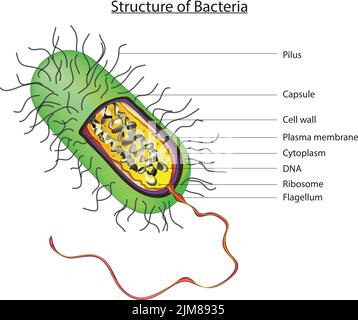 Struttura di una cellula batterica. Anatomia del procariote. Organismo ...