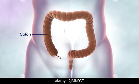Tratto gastrointestinale, colon, intestino tenue, stomaco, digestione ...