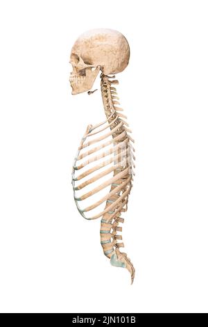 Scheletro umano del sistema dello scheletro assiale anatomia Foto stock ...